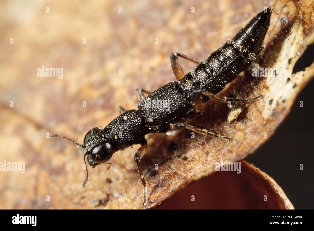 Stenus beetle hi-res stock photography and images - Alamy