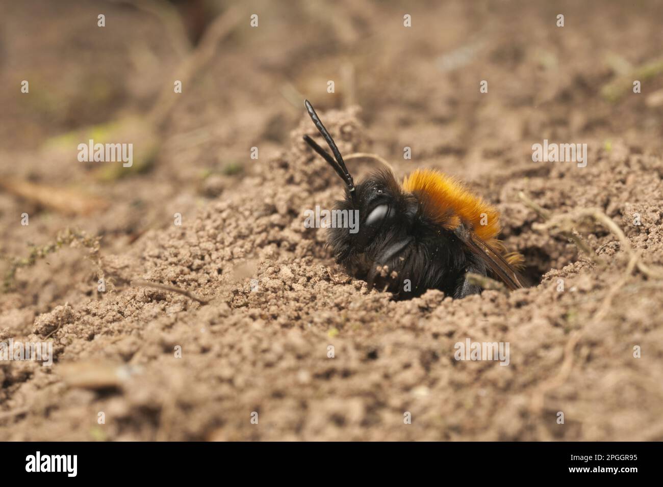 Andrena armata, Red-furred Sand Bee, Fox Red Sand Bee, Fox Red Earth ...
