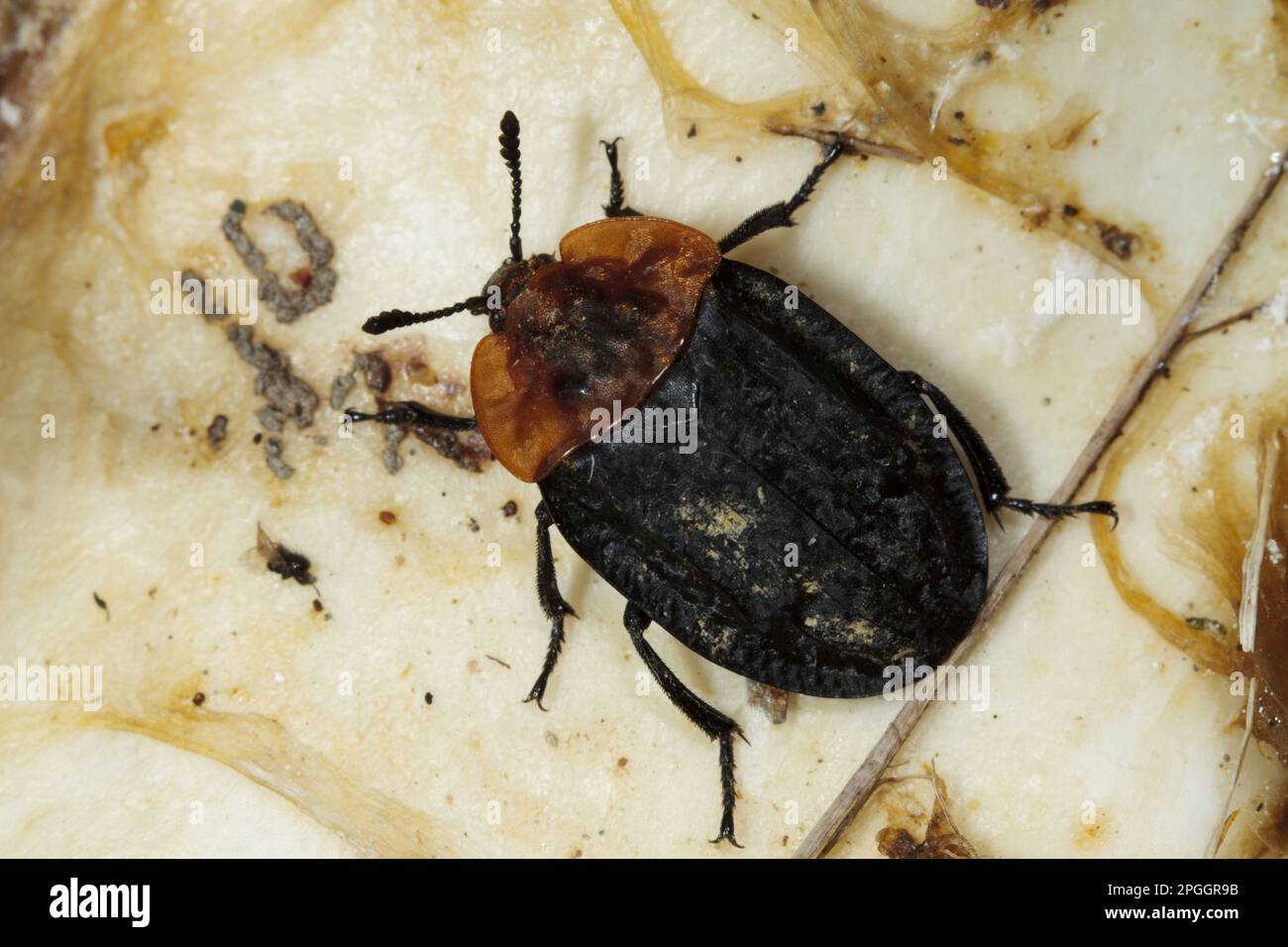 Bone necked beetle hi-res stock photography and images - Alamy