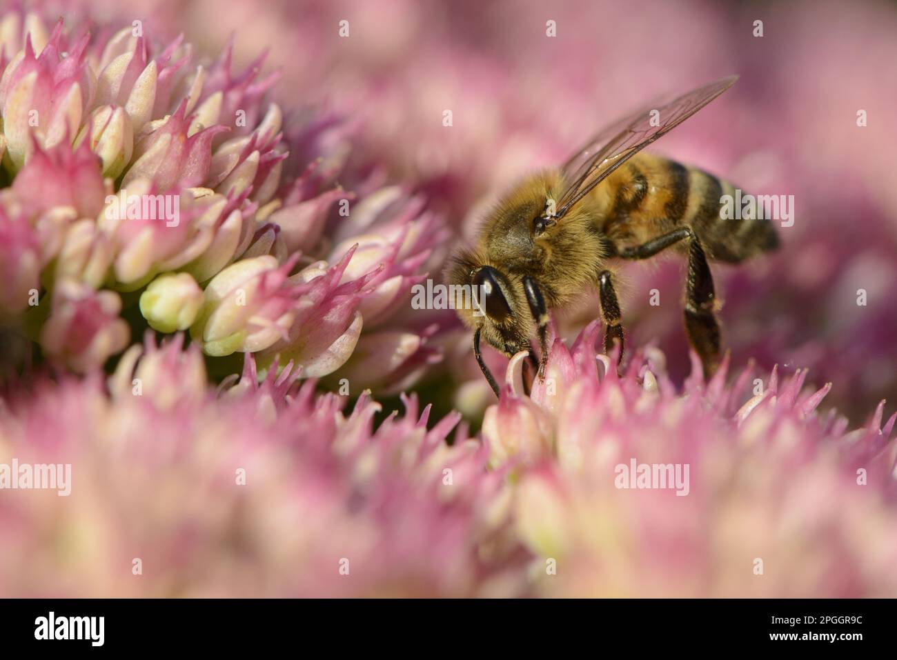 Western Honey Bee, Western Honey Bees, European Honey Bee (Apis ...