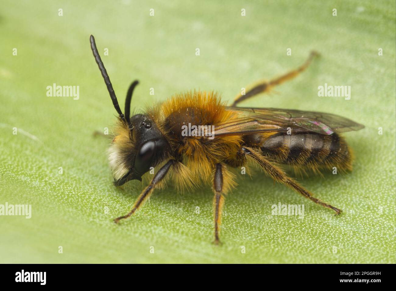 Andrena armata, Red-furred sand bee, Fox red sand bee, Fox red earth ...