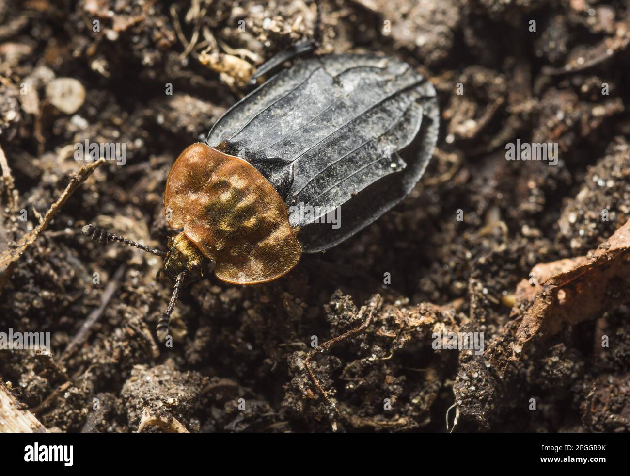 Red-breasted Carrion Beetle (Oiceoptoma thoracicum) adult, in garden ...