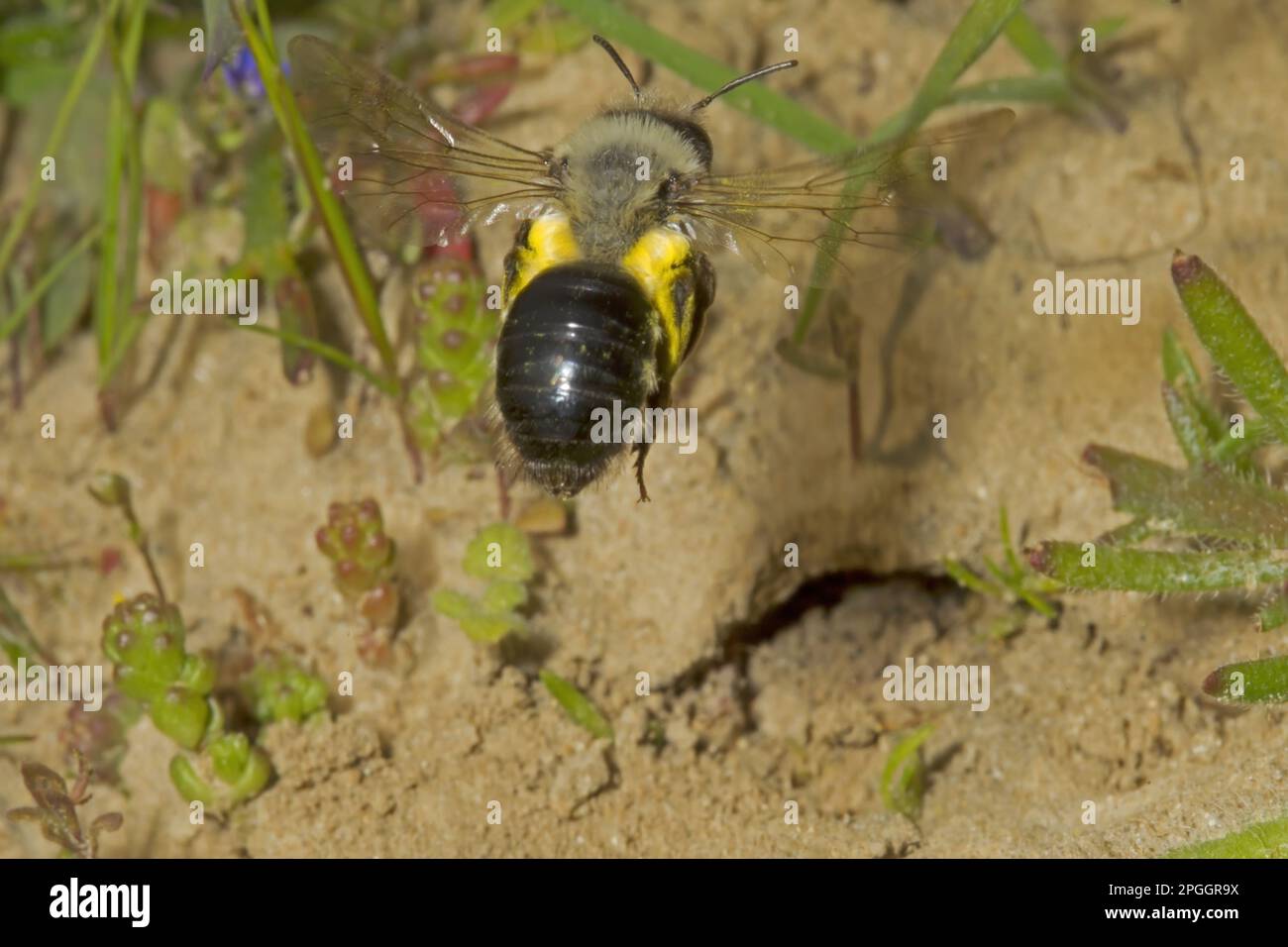 Solitary digger bees (Andrena vaga), Willow Earth Bee, Willow Sand Bees ...