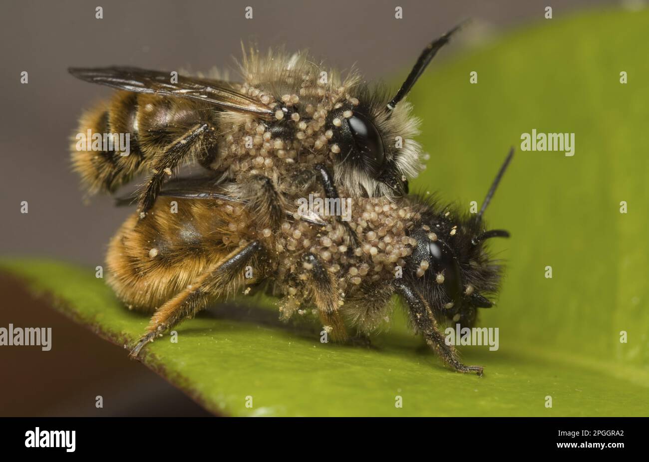 Red mason bee (Osmia bicornis), Red Mason Bees, Other animals, Insects ...