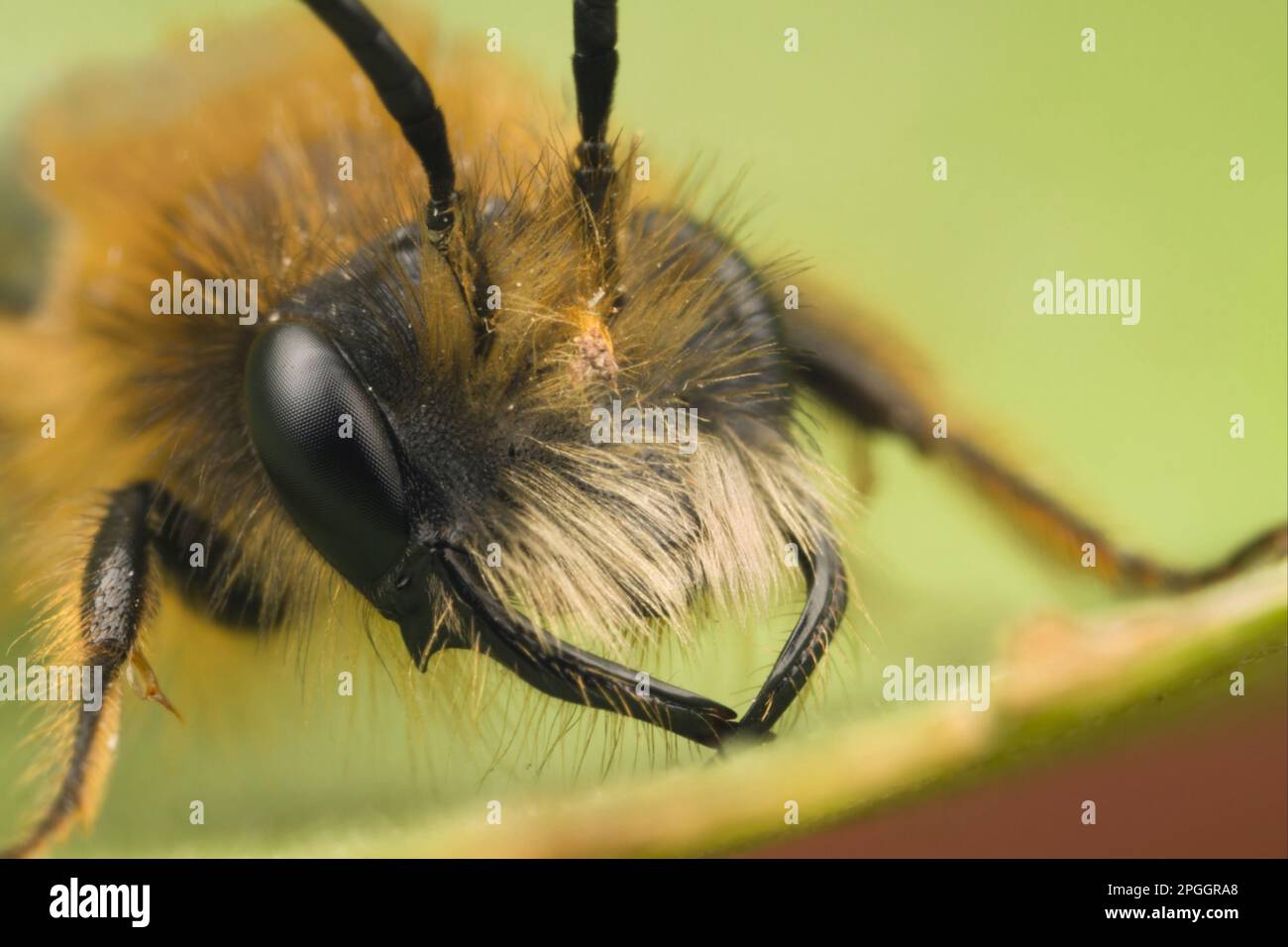Andrena armata, Red-furred sand bee, Fox red sand bee, Fox red earth ...