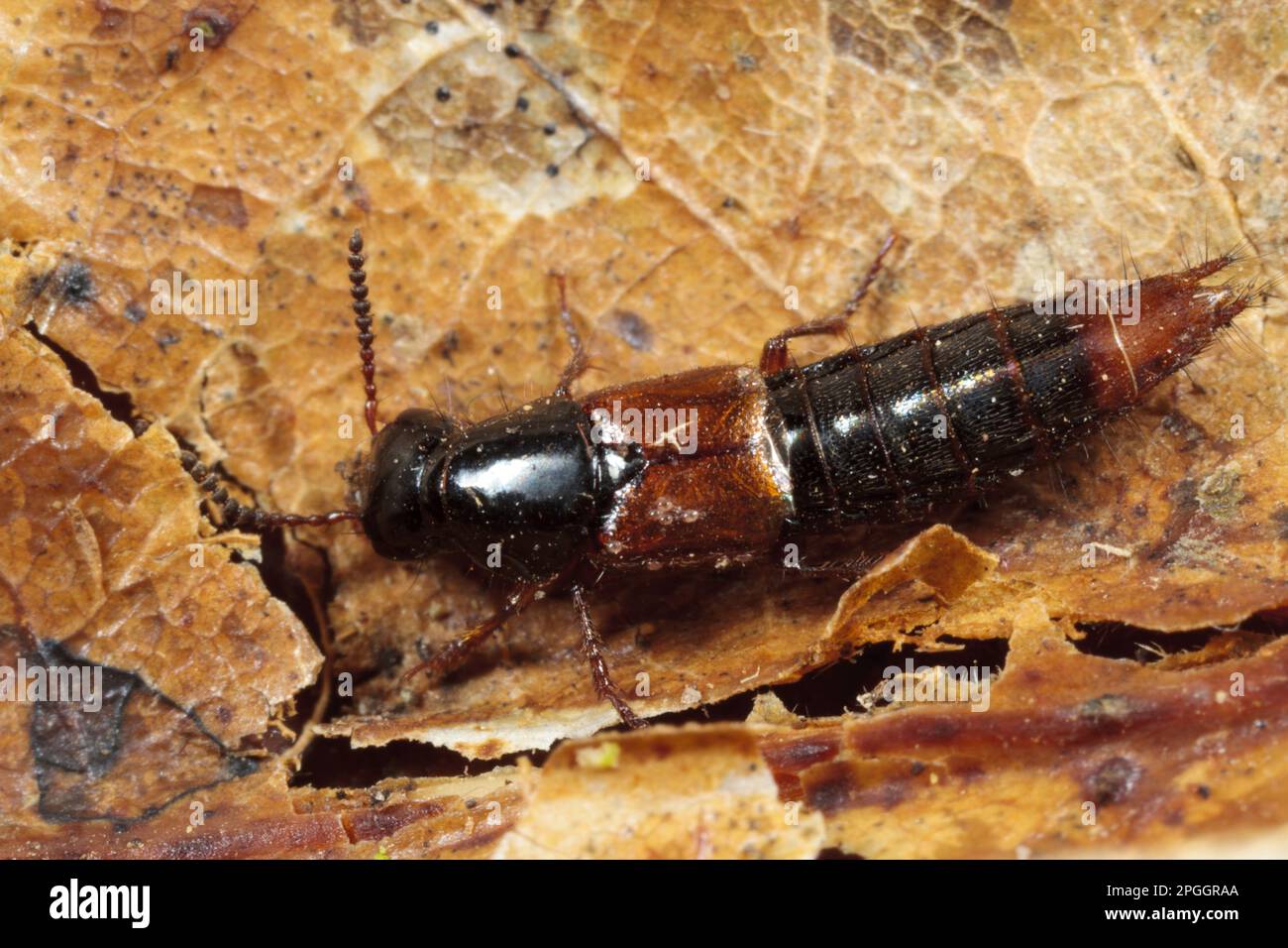 Rove Beetle (Quedius cruentus) adult, on farm muck heap, Powys, Wales ...
