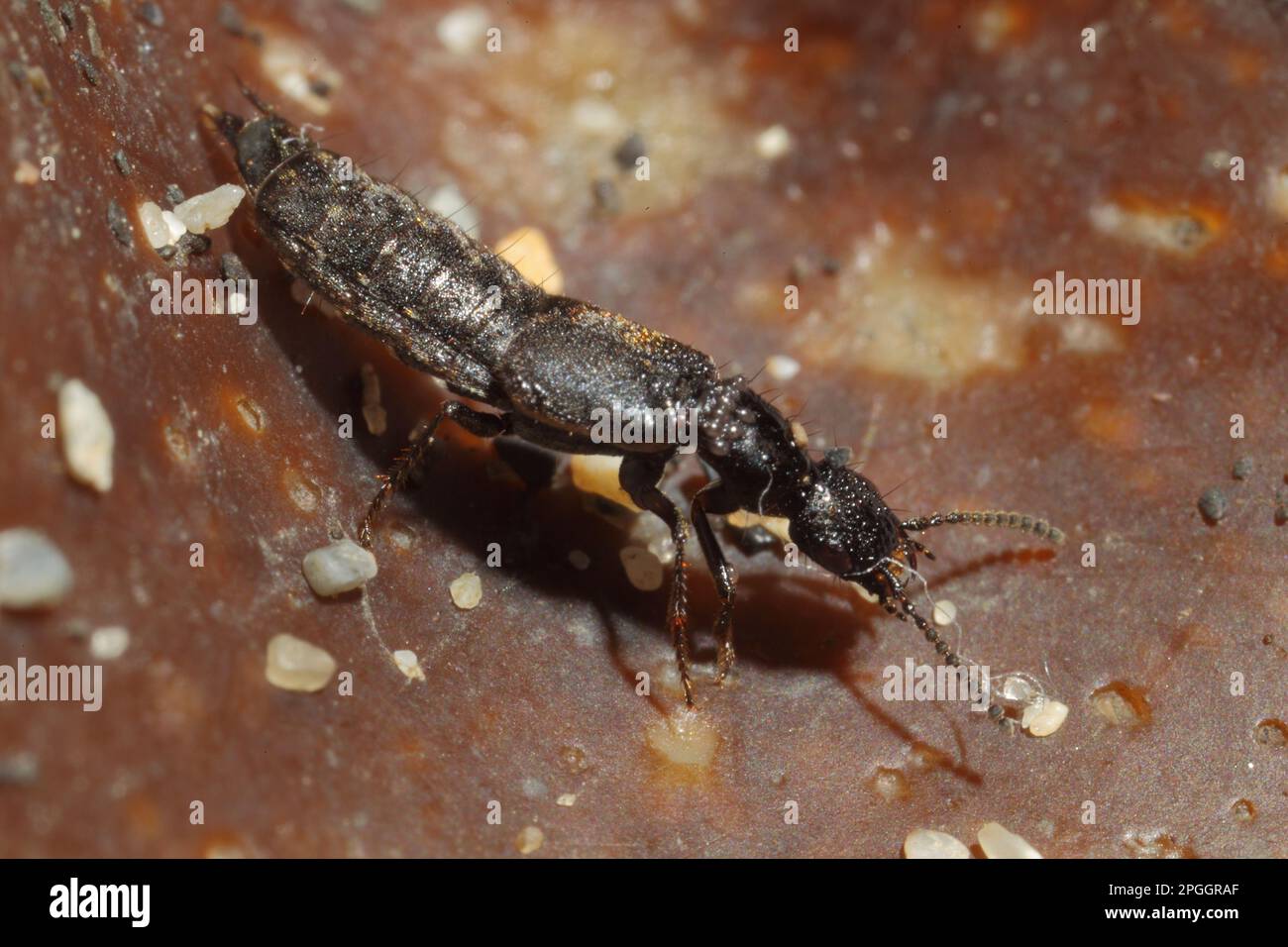 Cafius xantholoma hi-res stock photography and images - Alamy
