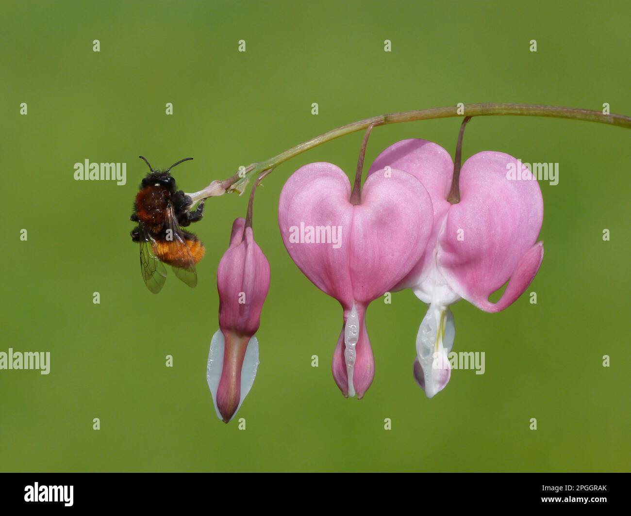 Tawny Mining Bee (Andrena fulva) adult, resting on Bleeding Heart ...