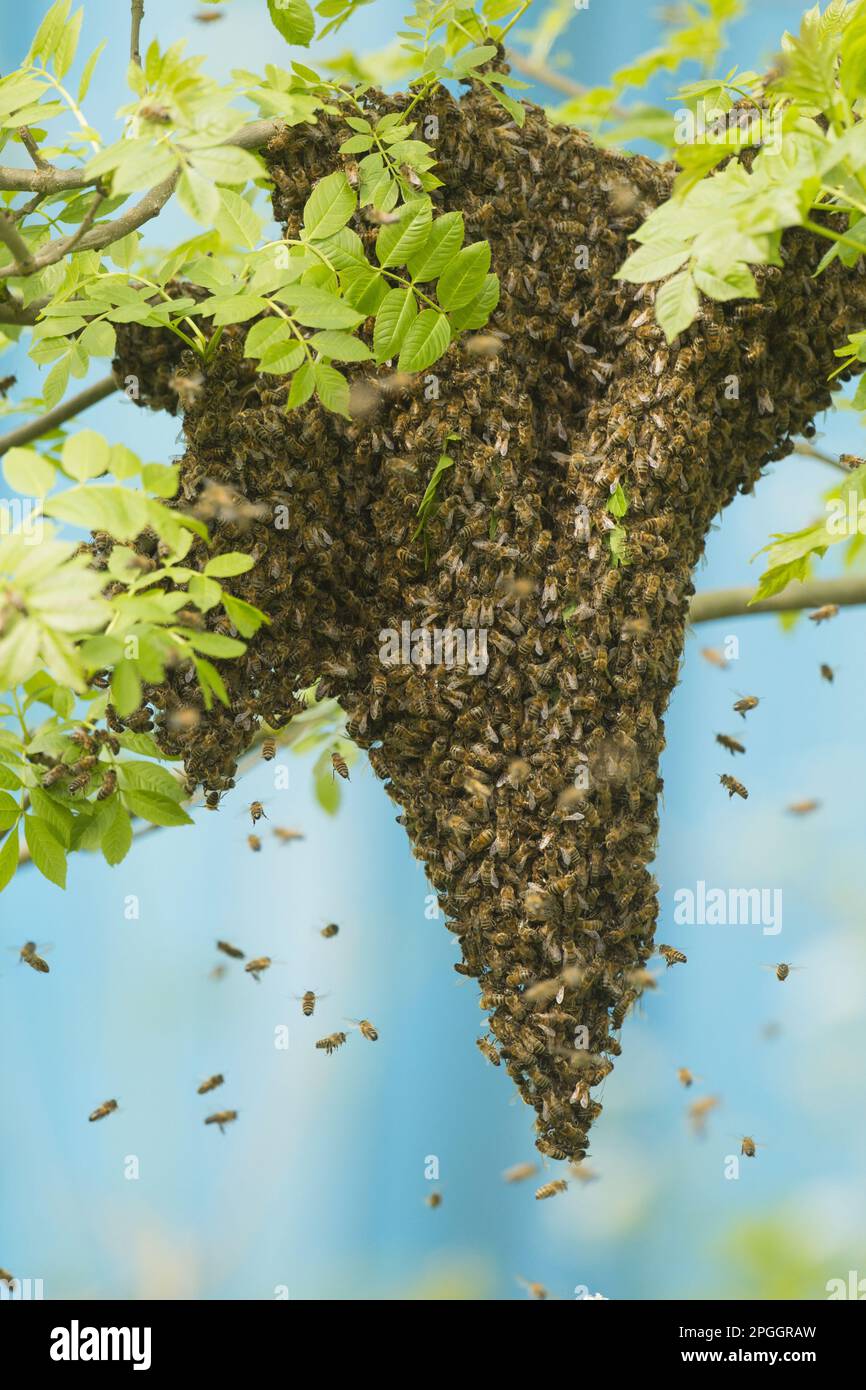 Western honey bee, Western honey bees, European honey bee (Apis ...