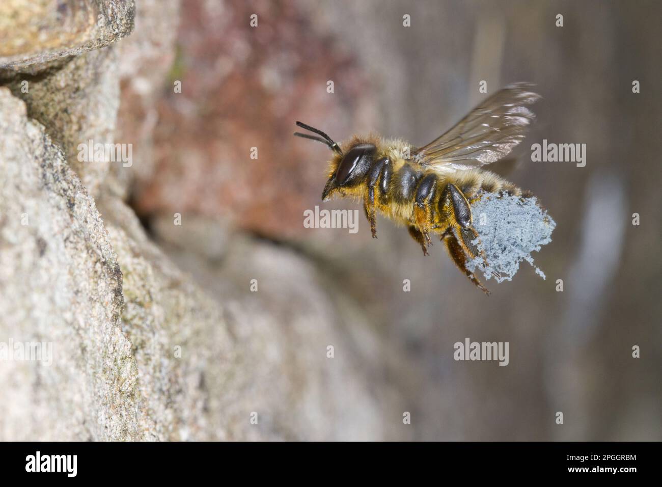 Willoughby's Leafcutter Bee (Megachile willughbiella) adult female, in ...