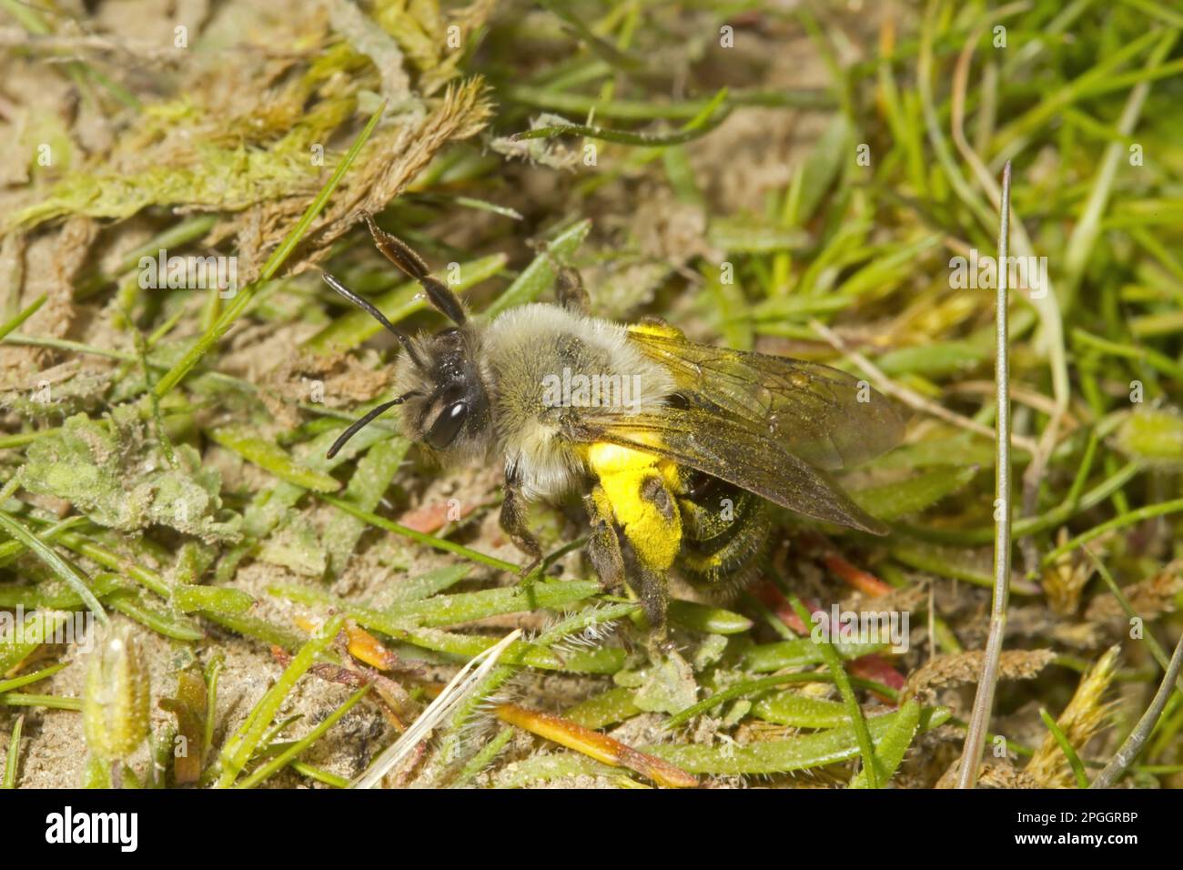 Solitary digger bees (Andrena vaga), Willow Earth Bee, Willow Sand Bees ...