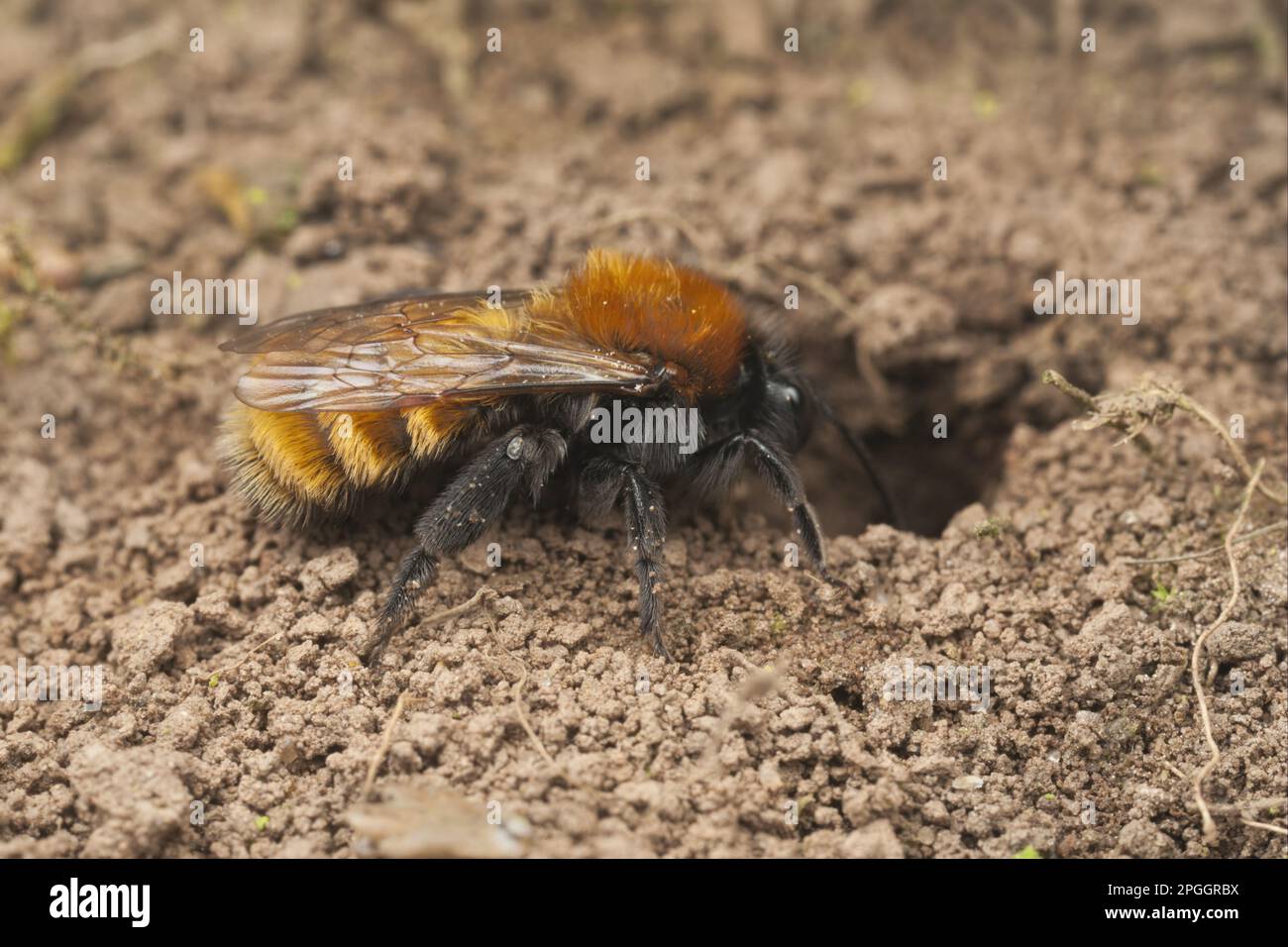 Andrena armata, Red-furred sand bee, Fox red sand bee, Fox red earth ...