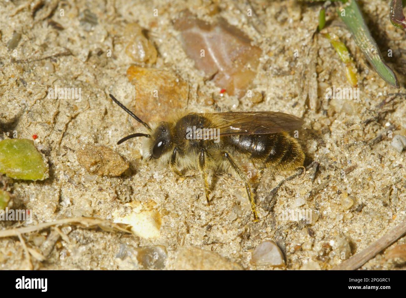 Sand bee, Sand bees, Earth bee, Earth bees, Other animals, Insects ...