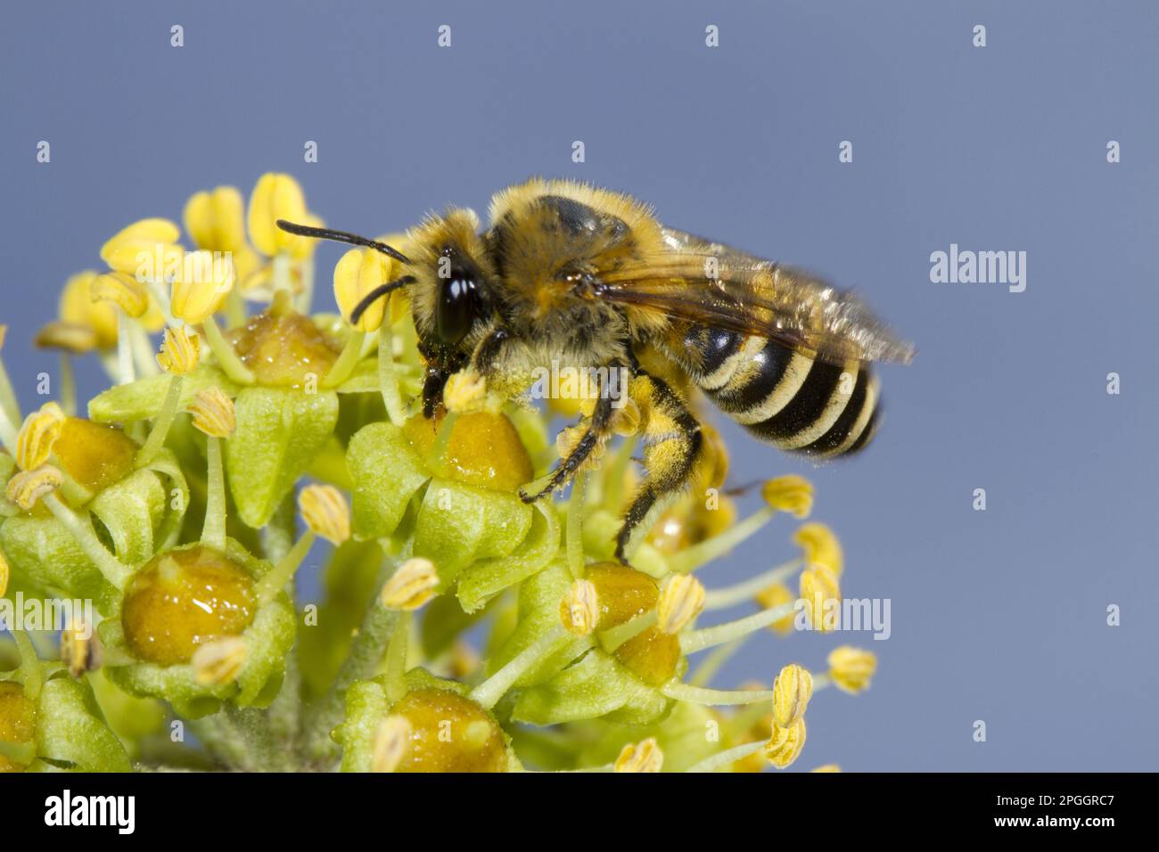 Northern colletes bee hi-res stock photography and images - Alamy