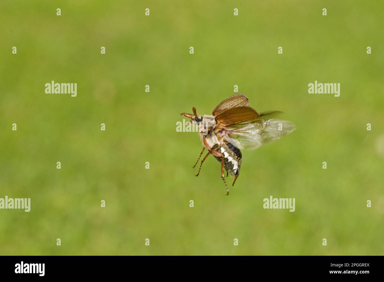 Scarab (Scarabaeidae), cockchafer (Melolontha melolontha), Other ...