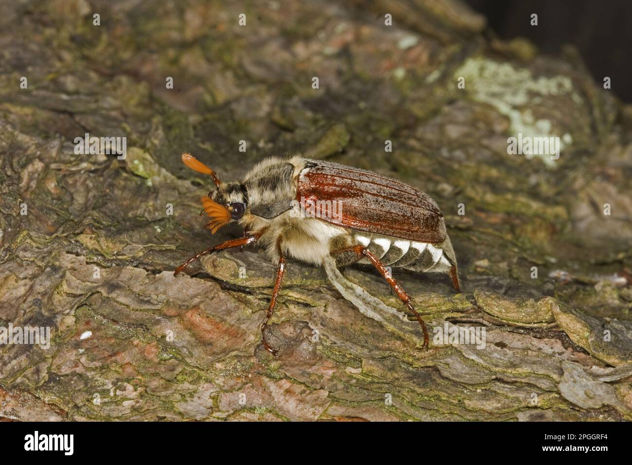 Scarab (Scarabaeidae), cockchafer (Melolontha melolontha), Field ...