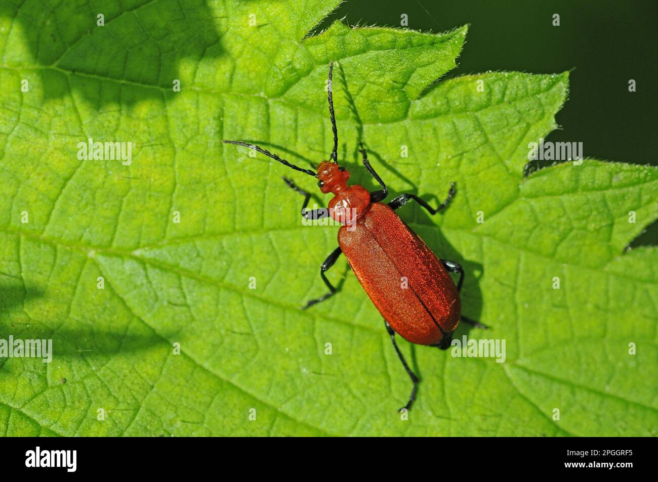 Red-headed Fire Beetle, red-headed cardinal beetle (Pyrochroa ...