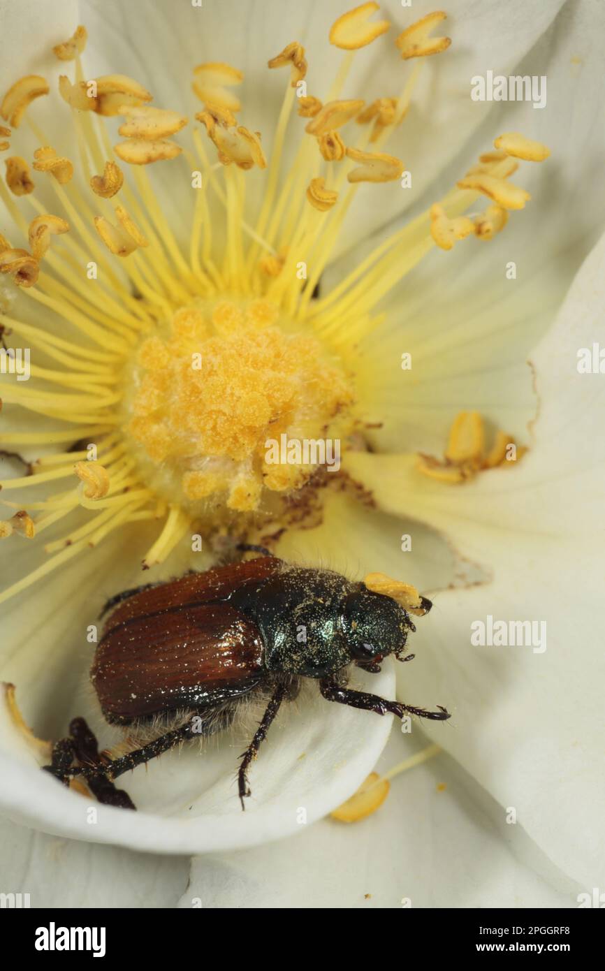 Welsh chafer hi-res stock photography and images - Alamy