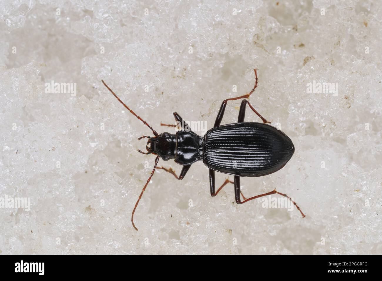Nebria germari hi-res stock photography and images - Alamy