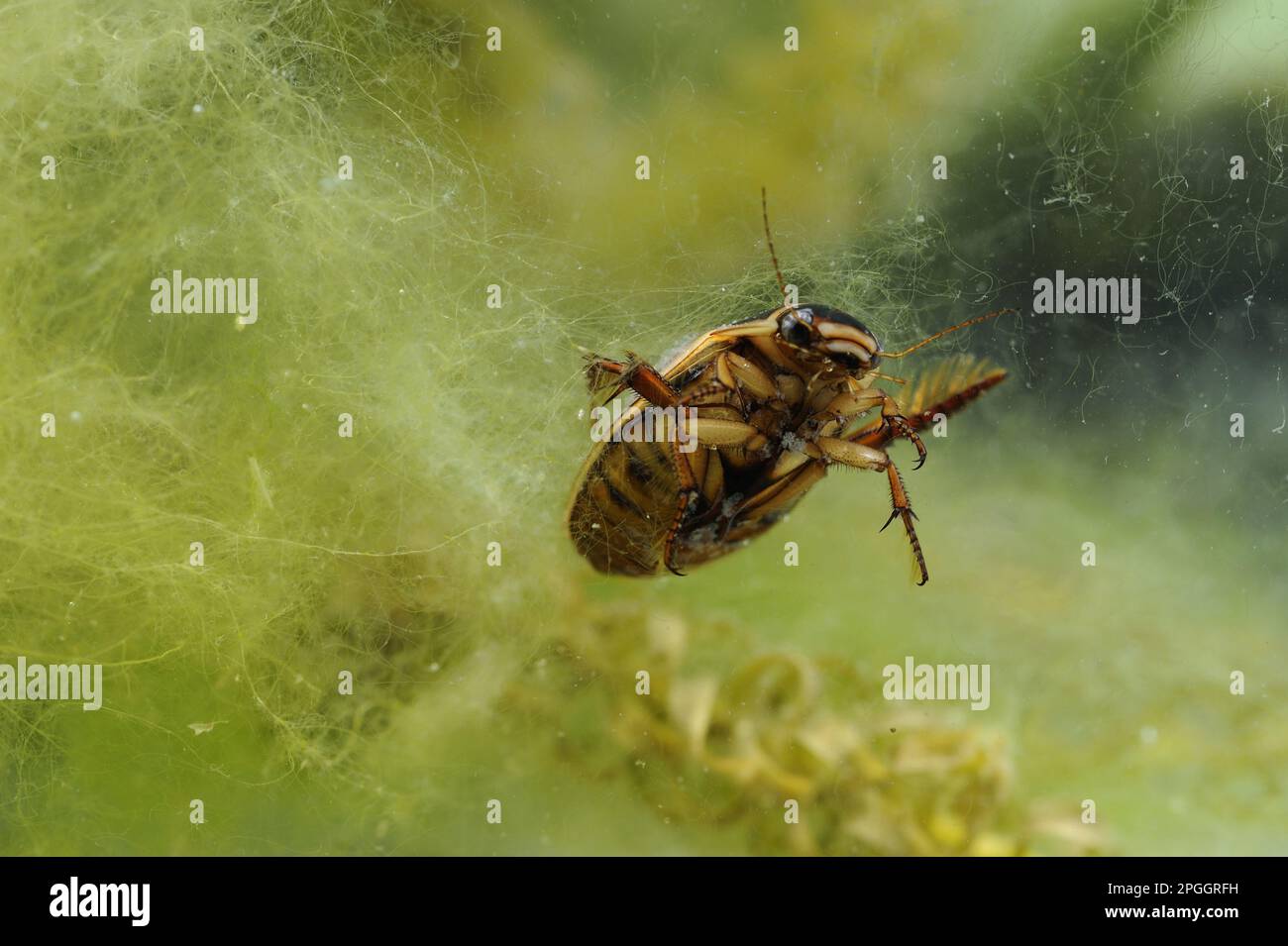 Great diving beetle (Dytiscus marginalis), Dytiscidae, Other animals ...
