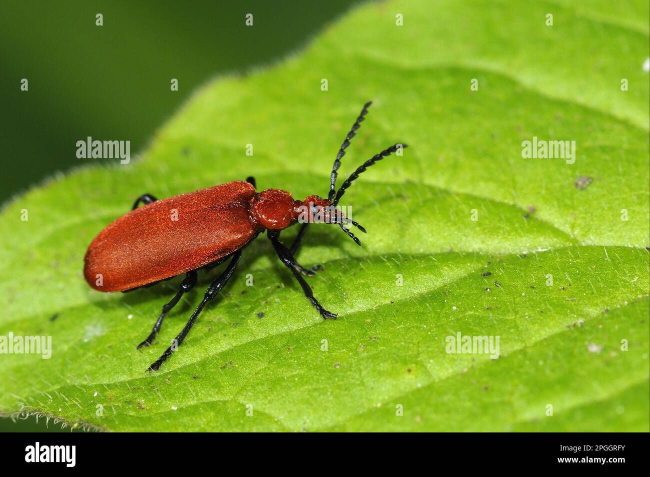 Red-headed Fire Beetle, red-headed cardinal beetle (Pyrochroa ...