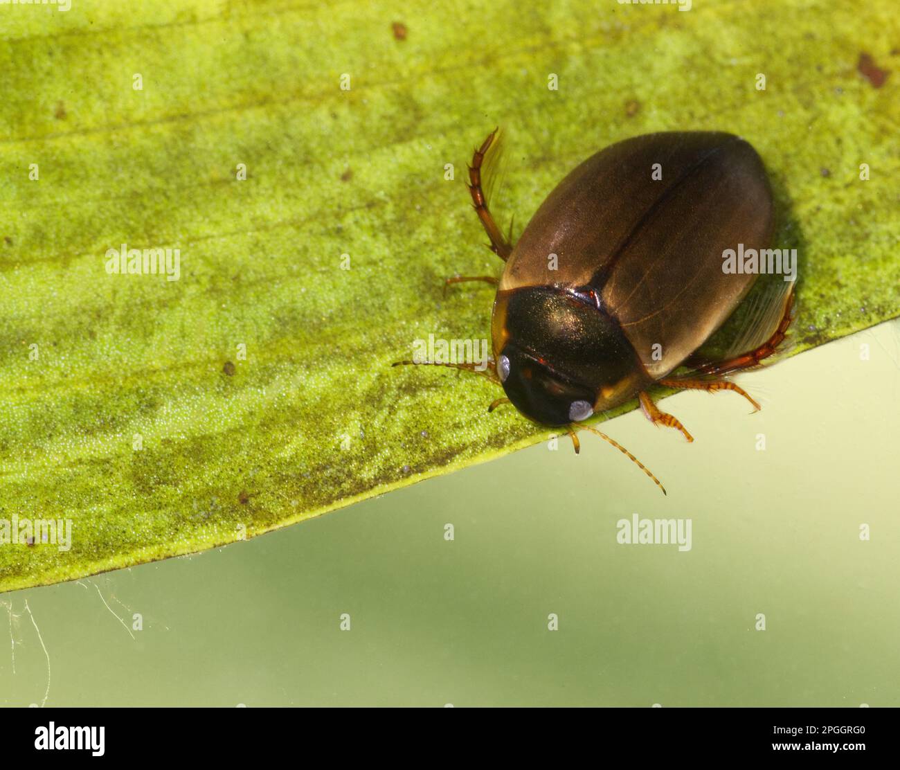 Common black diving beetle hi-res stock photography and images - Alamy