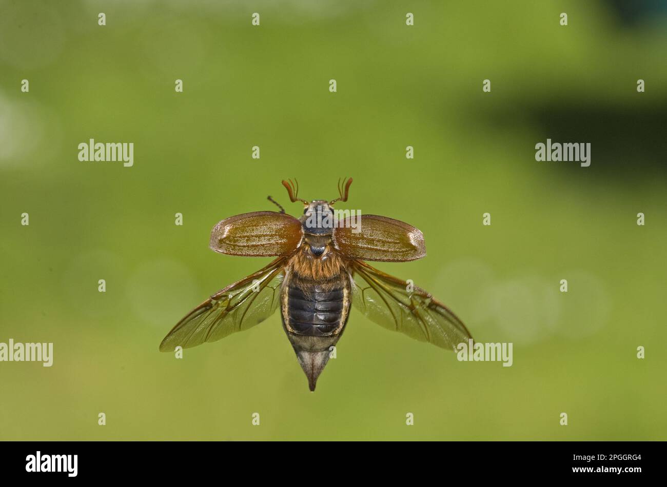Scarab (Scarabaeidae), cockchafer (Melolontha melolontha), Other ...