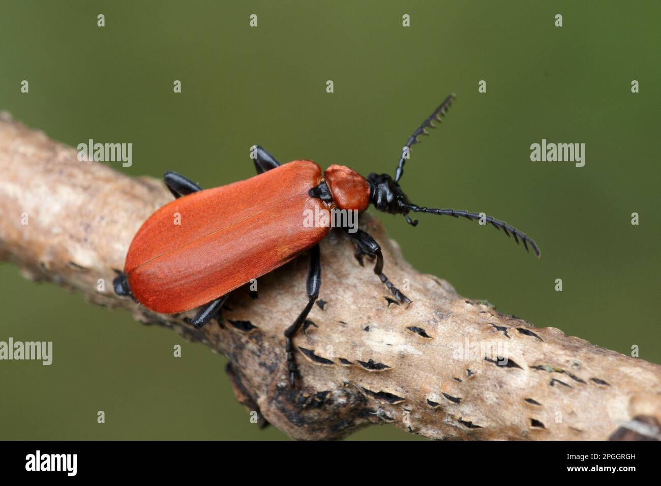 Black-headed Cardinal Beetle (Pyrochroa coccinea) adult, on dry twig ...