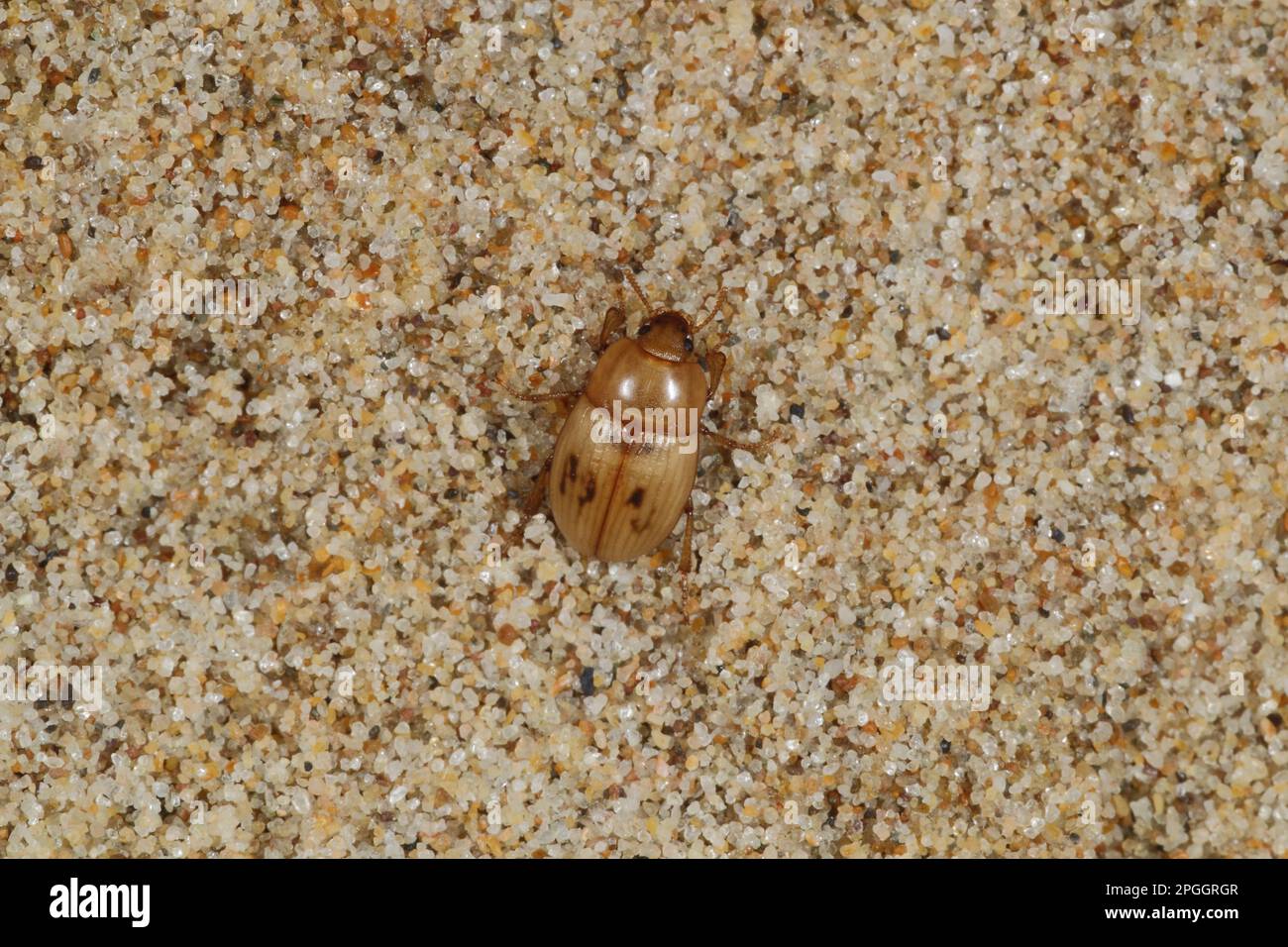 Phaleria beetle hi-res stock photography and images - Alamy