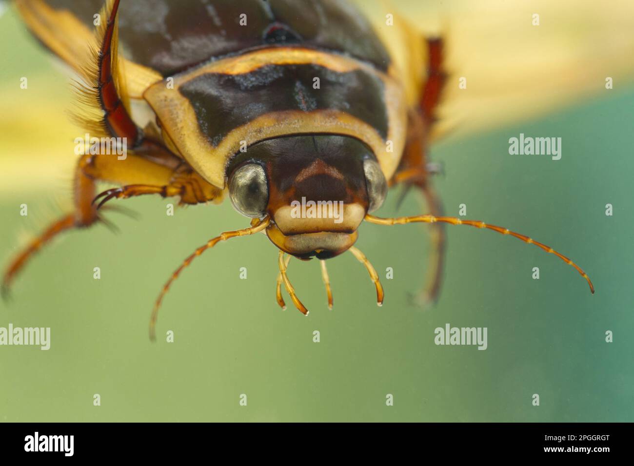 Great diving beetle (Dytiscus marginalis), Dytiscidae, Other animals ...