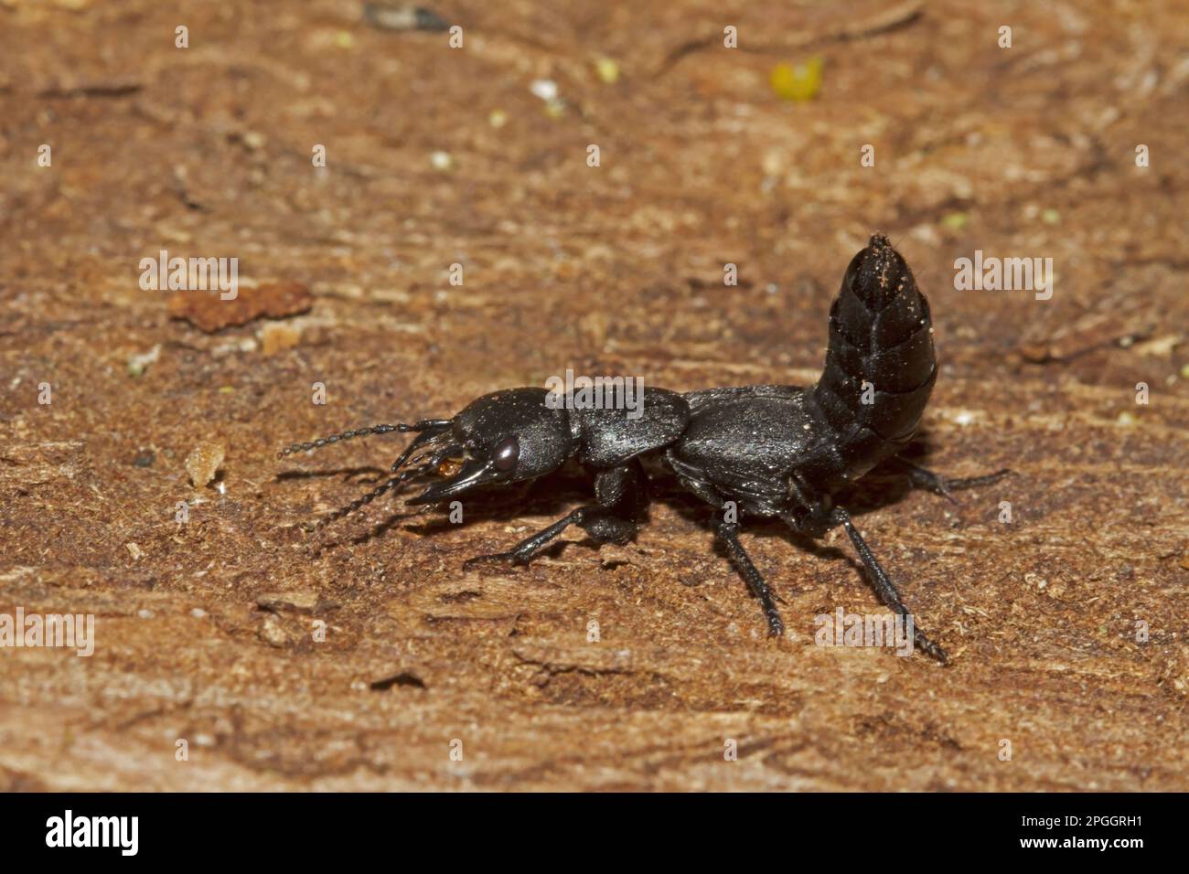 Staphylinus olens, devil's coach-horse beetle (Ocypus olens), Black ...