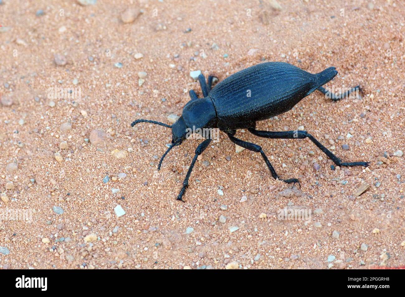 Darkling Beetle (Eleodes obscurus) adult, walking on sand, Arches N. P ...