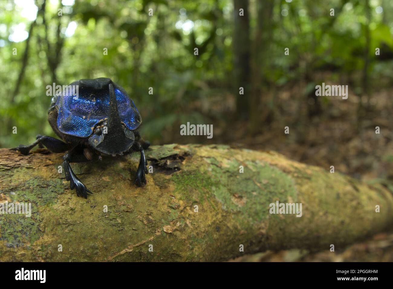 Adult dung beetle (Scarabaeidae sp.), on branch in tropical forest ...