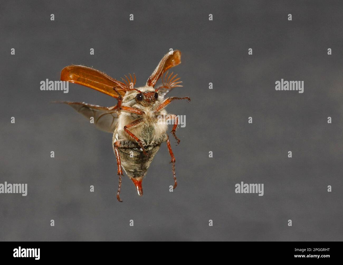 Scarab (Scarabaeidae), cockchafer (Melolontha melolontha), Other ...