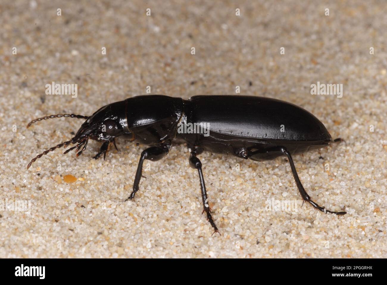 Large-headed Ground Beetle (Broscus cephalotes) adult, on strandline ...