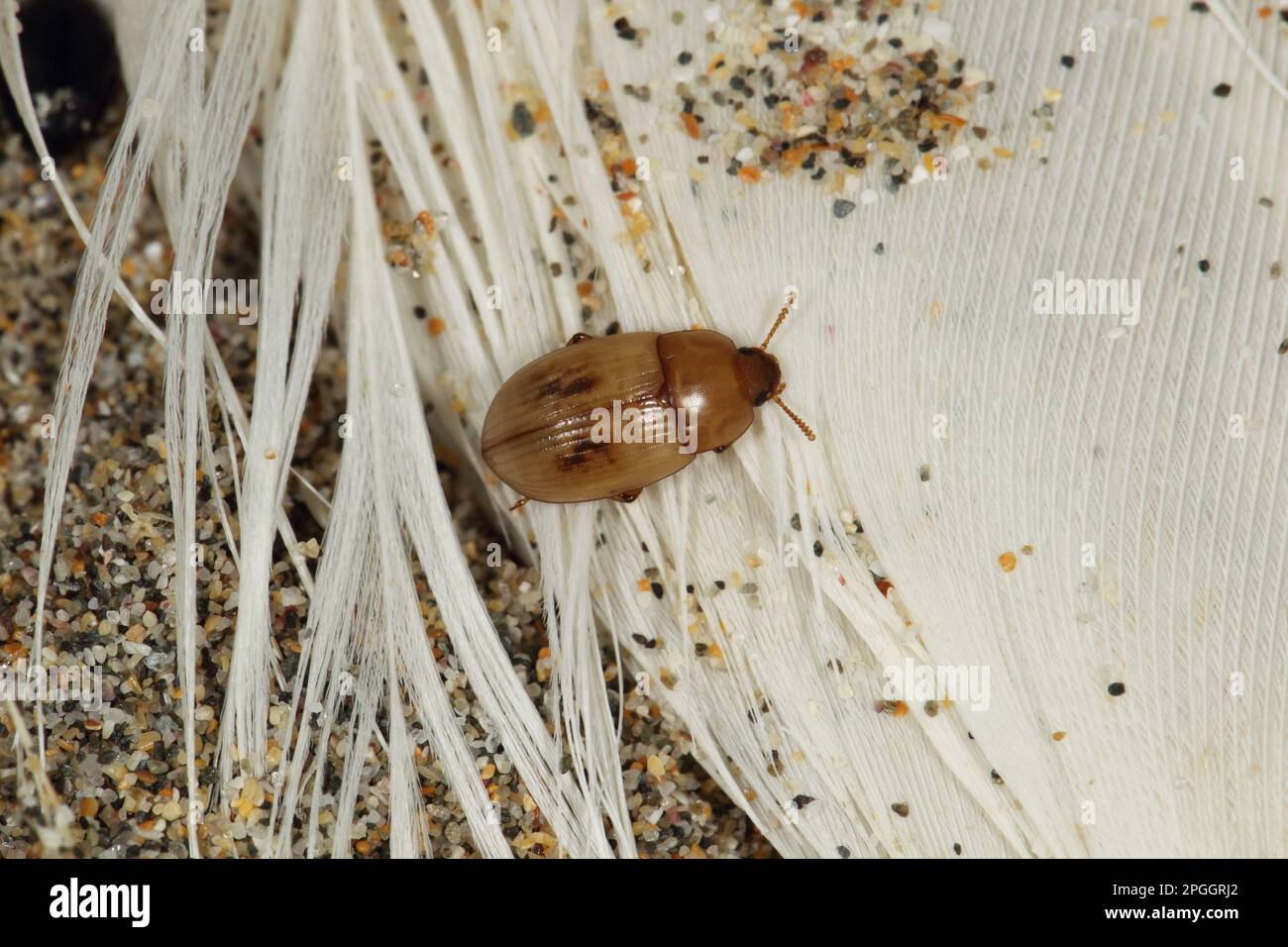 Strandline beetle hi-res stock photography and images - Alamy