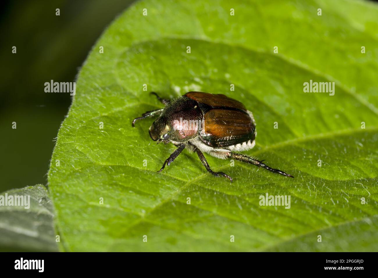 Japanese Beetle (Popillia japonica) introduced pest species, adult ...