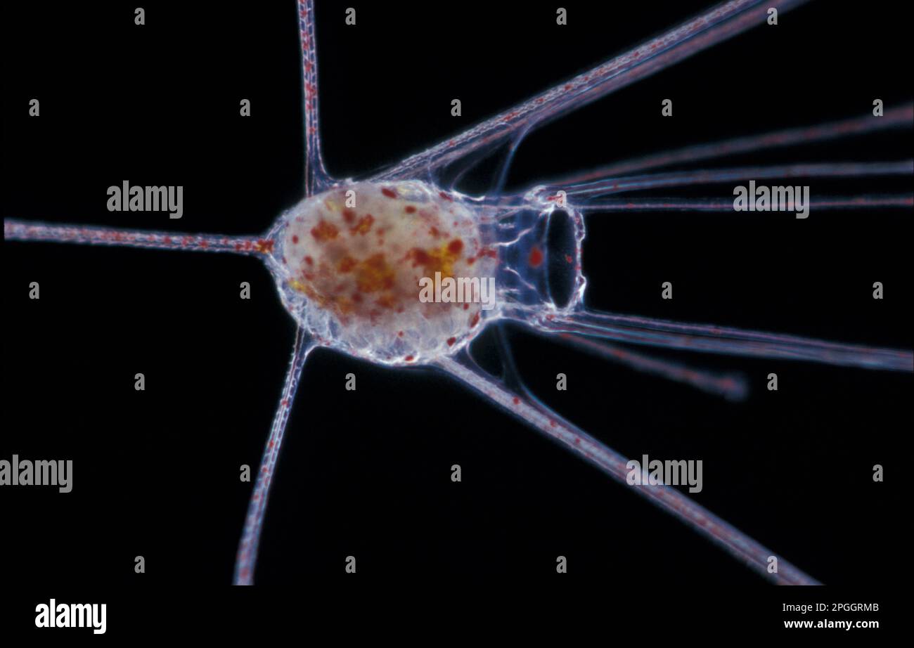 Echinocardium cordatum common heart urchin, late pluteus larva ventral ...