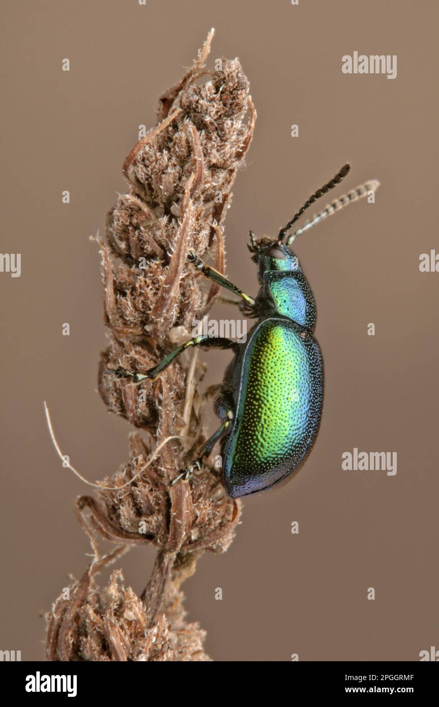 Mint leaf beetle hi-res stock photography and images - Alamy