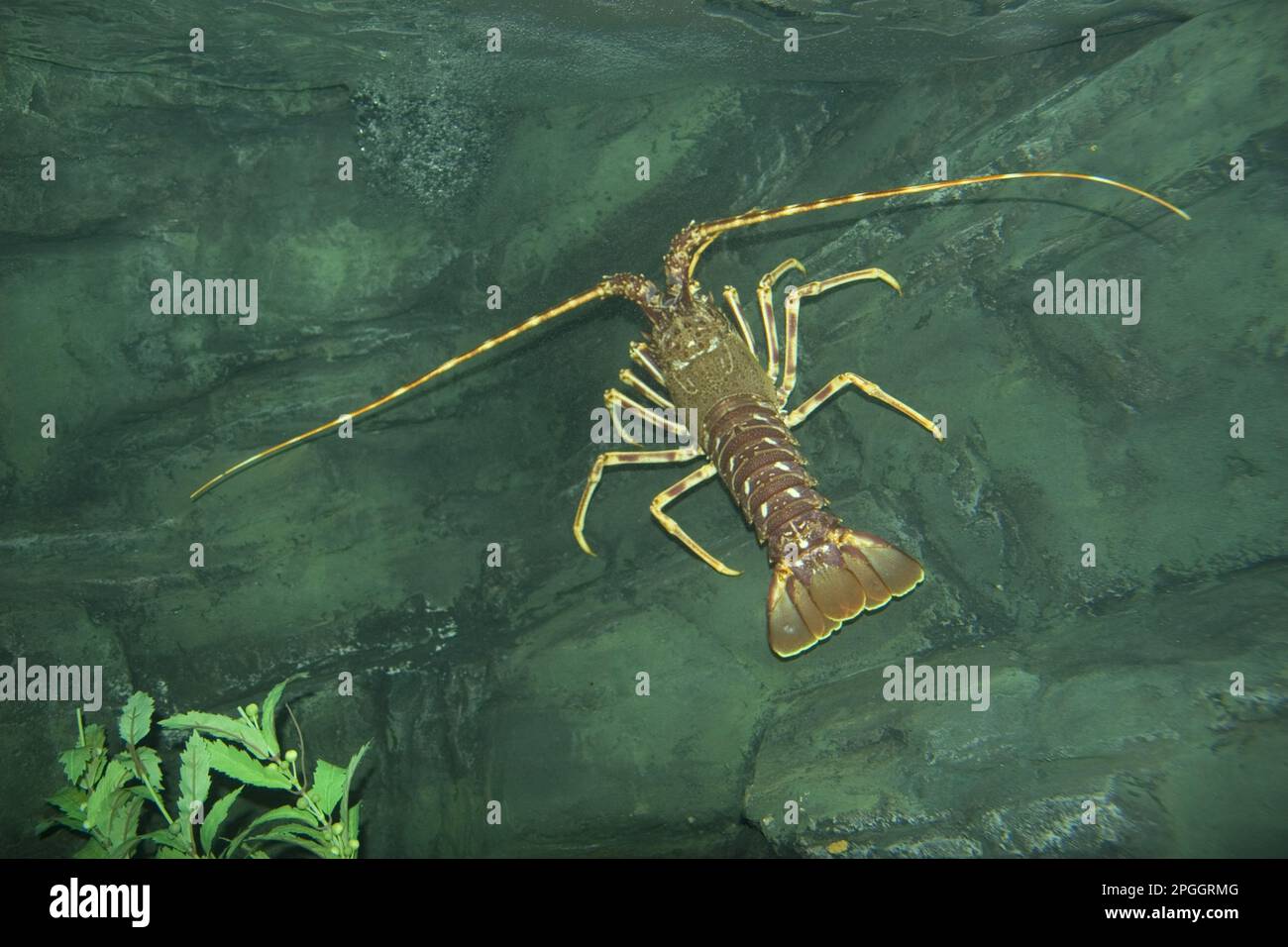 Palinurus vulgaris, Common spiny crayfish, European spiny crayfish ...