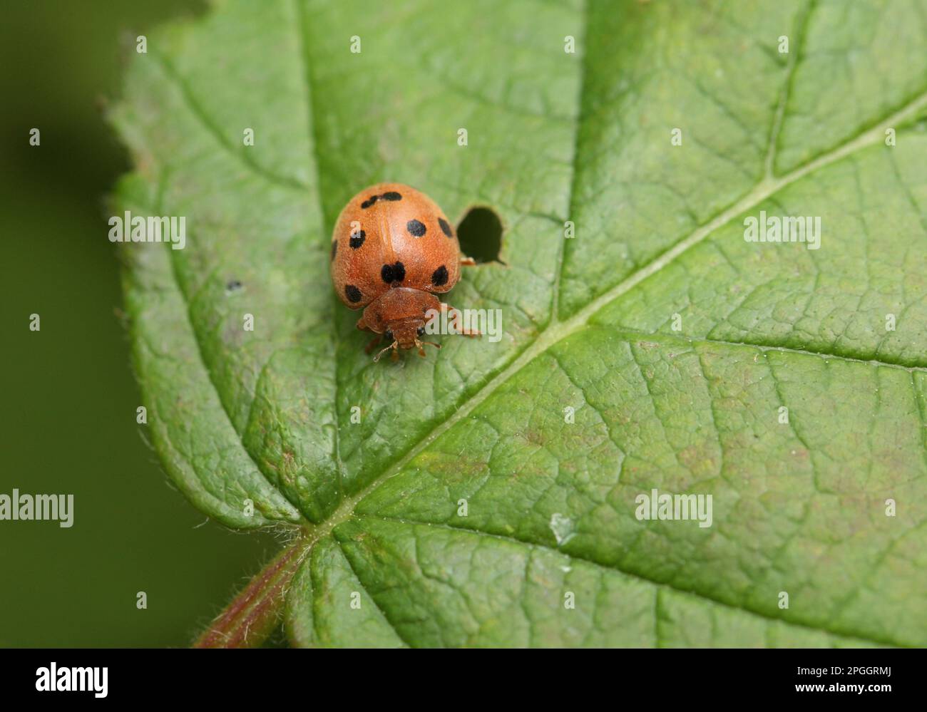 Bryony Ladybird (Henosepilachna argus) adult, resting on leaf, Rainham ...