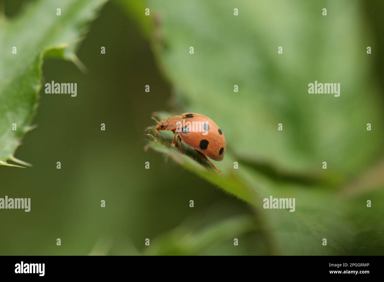 Bryony Ladybird (Henosepilachna argus) adult, resting on leaf, Rainham ...