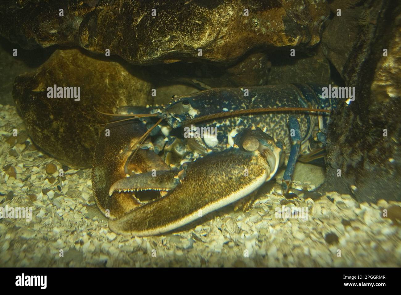 Vulgaris, European lobster (Homarus), European lobster, Other animals ...