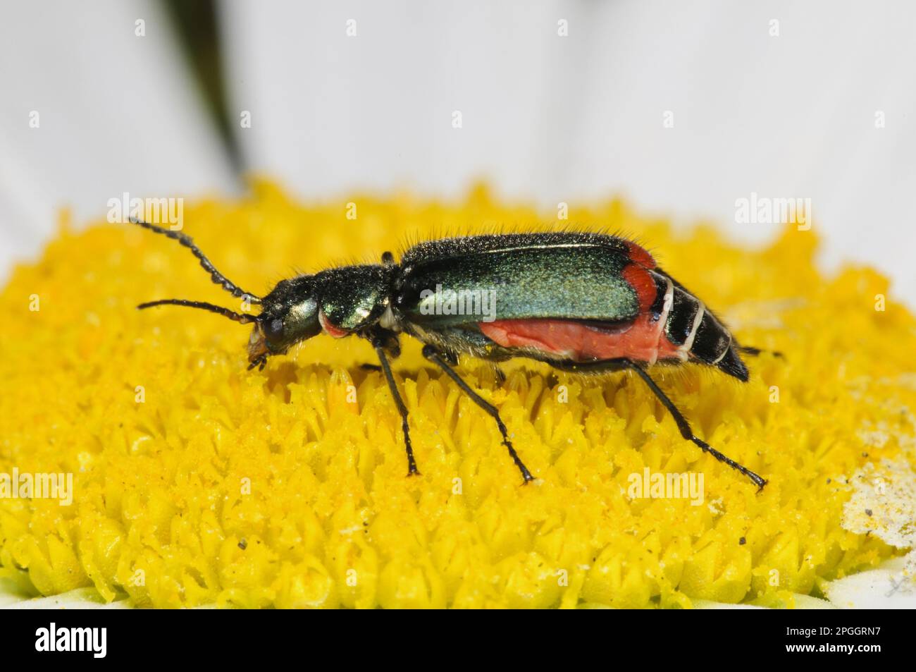 Common Malachite Beetle (Malachius bipustulatus) adult, on Ox-eye Daisy ...
