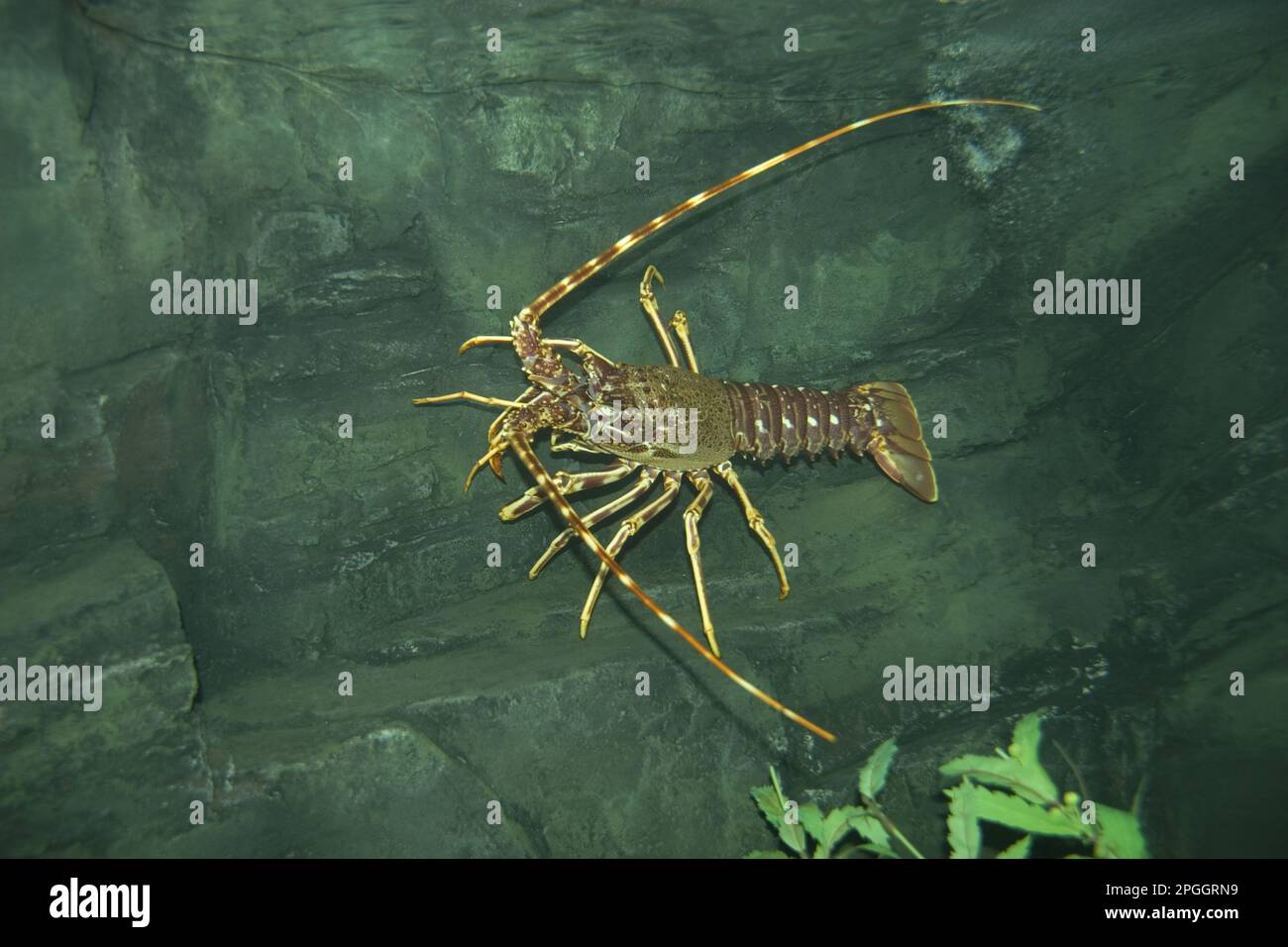 Palinurus vulgaris, Common spiny crayfish, European spiny crayfish ...