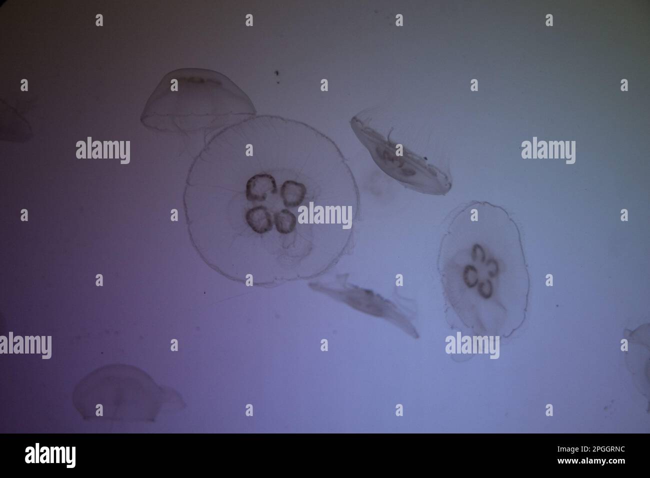 Moon jellyfish (Aurelia aurita), Jellyfish, Other animals, Cnidarians ...