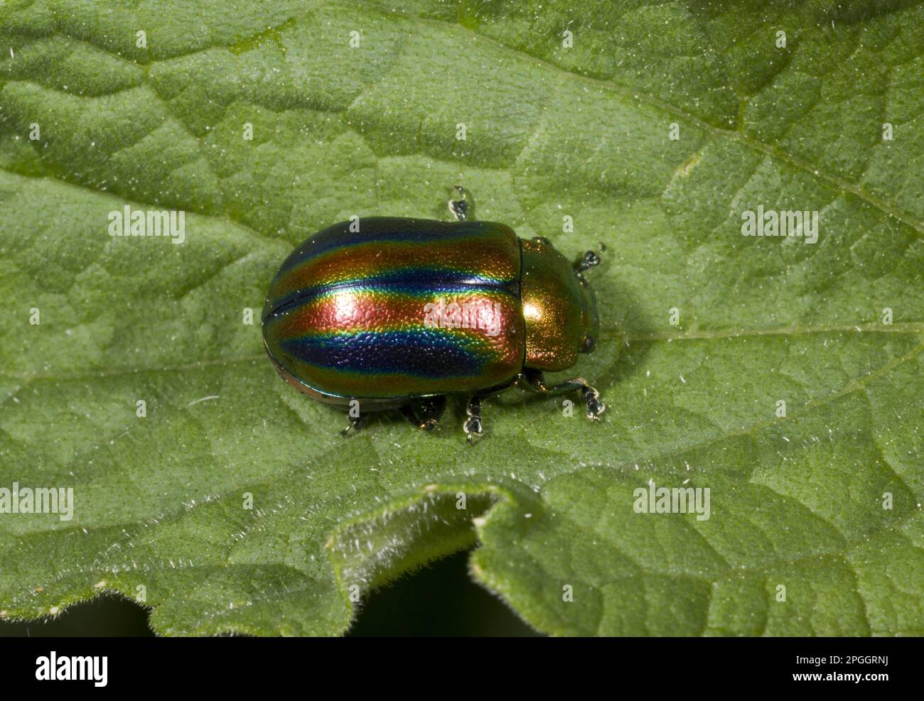 Rainbow Leaf Beetle (Chrysolina cerealis) adult, resting on leaf ...