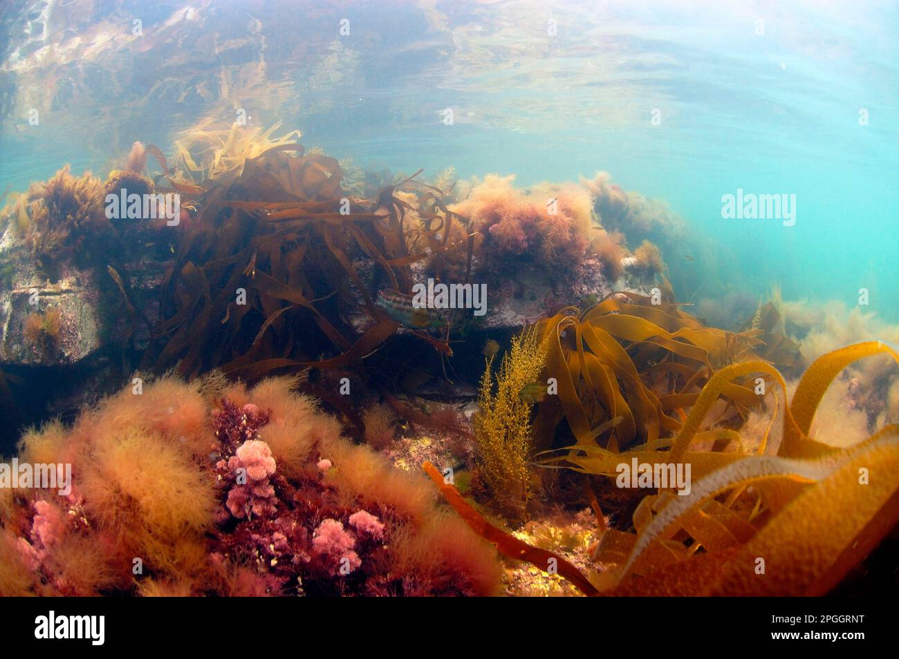 Fur bellows (Saccorhiza polyschides) fronds, with red seaweed and ...