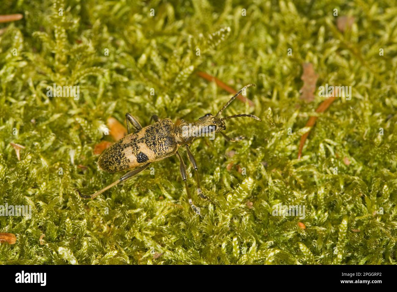 Blackspotted pliers support beetles (Rhagium mordax), Longhorn Beetle ...