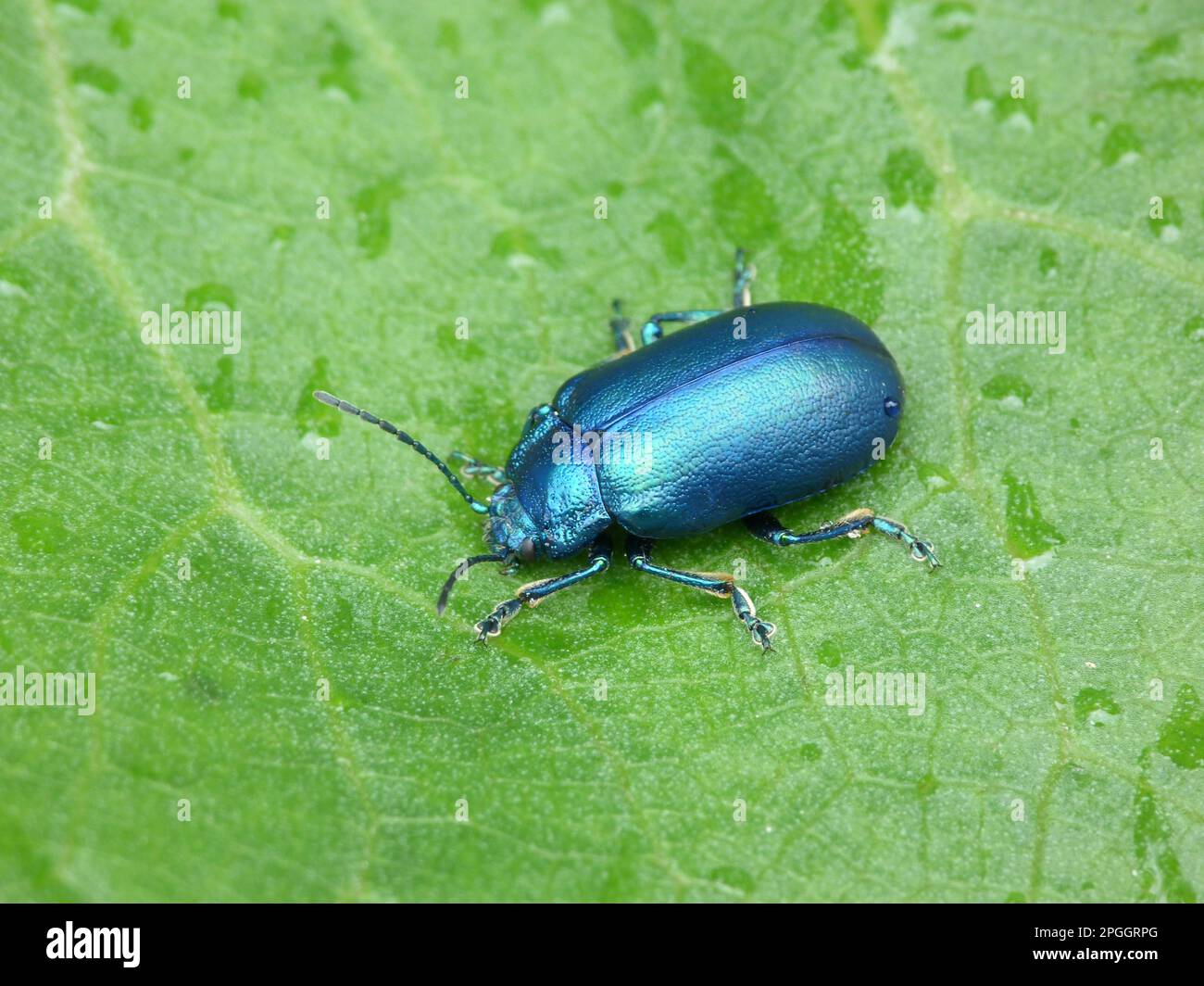 Leaf Beetle (Chrysolina geminata) adult, resting on leaf with raindrops ...